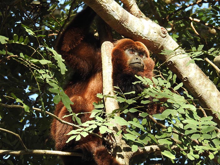 TV Paraguaçu - Parque Estadual do Morro do Diabo comemora 80 anos de ...